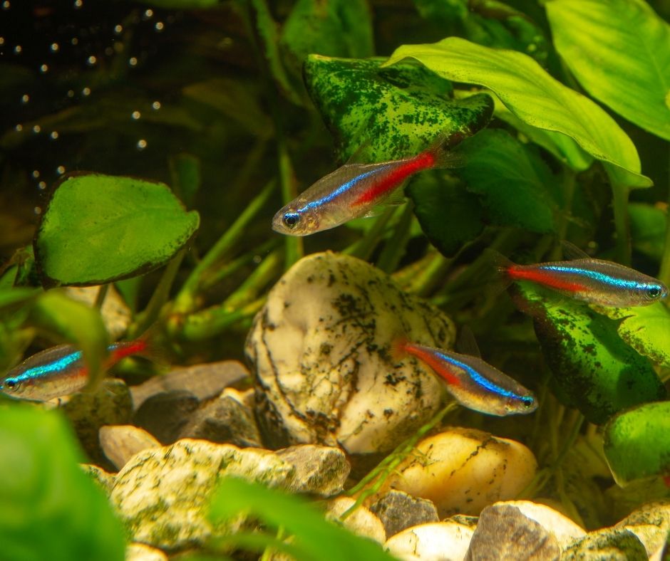 How to Breed Cardinal Tetra? - Our Aquariums