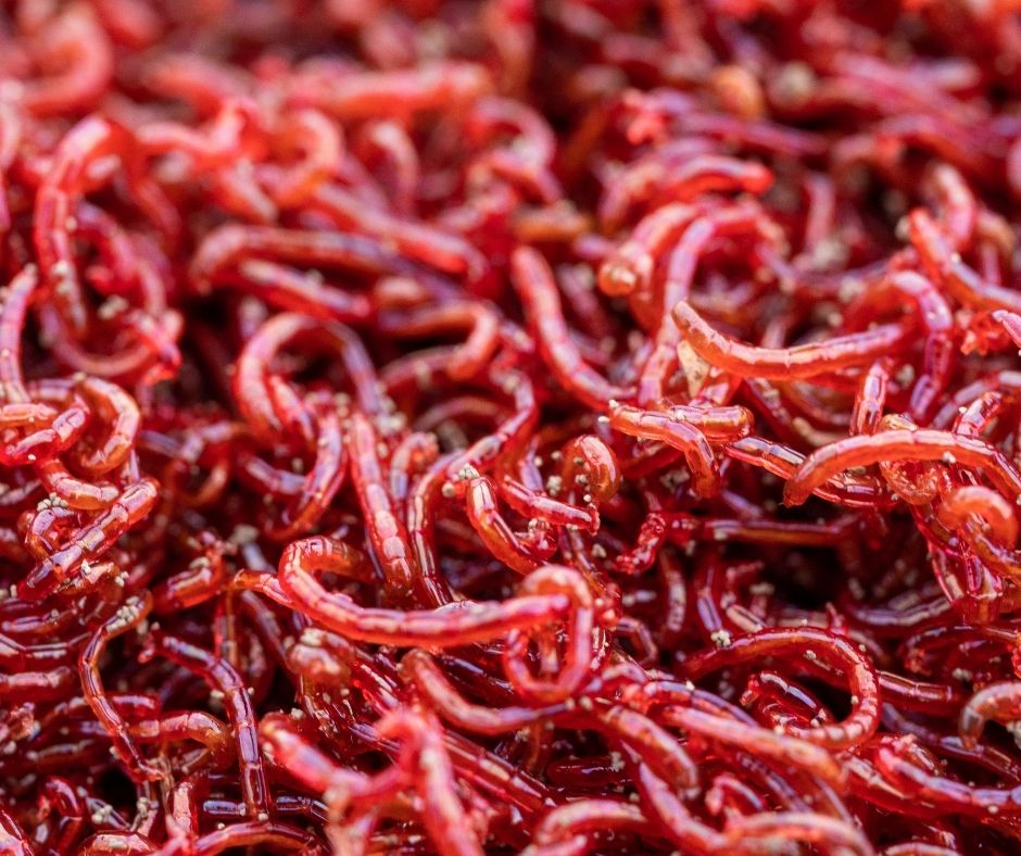 How to Breed Bloodworms? - Our Aquariums